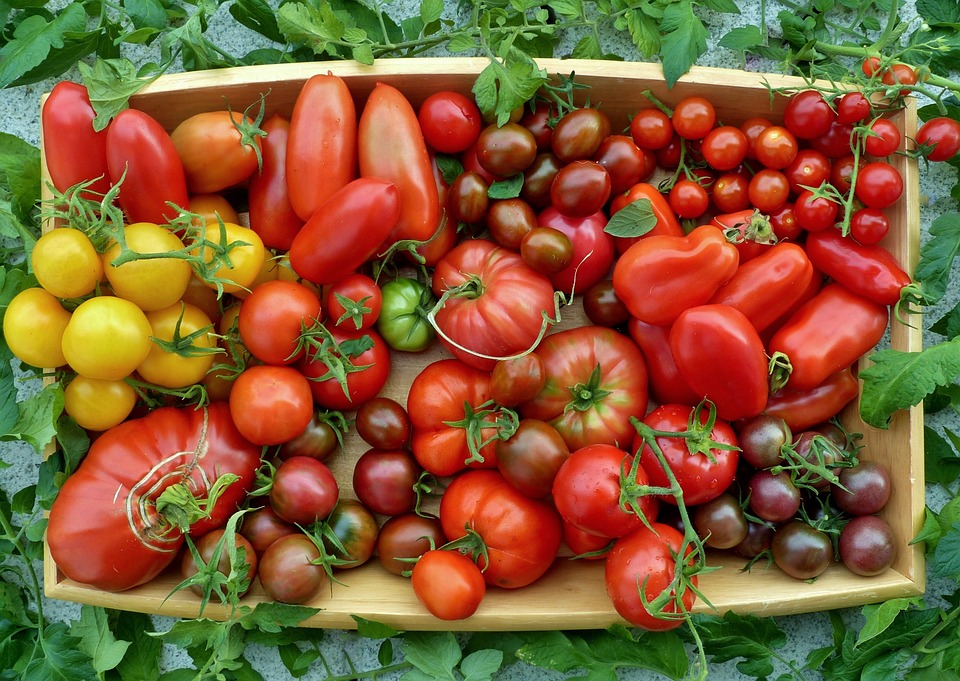Tomatoes – lots of them! – Ailsa cooks for One